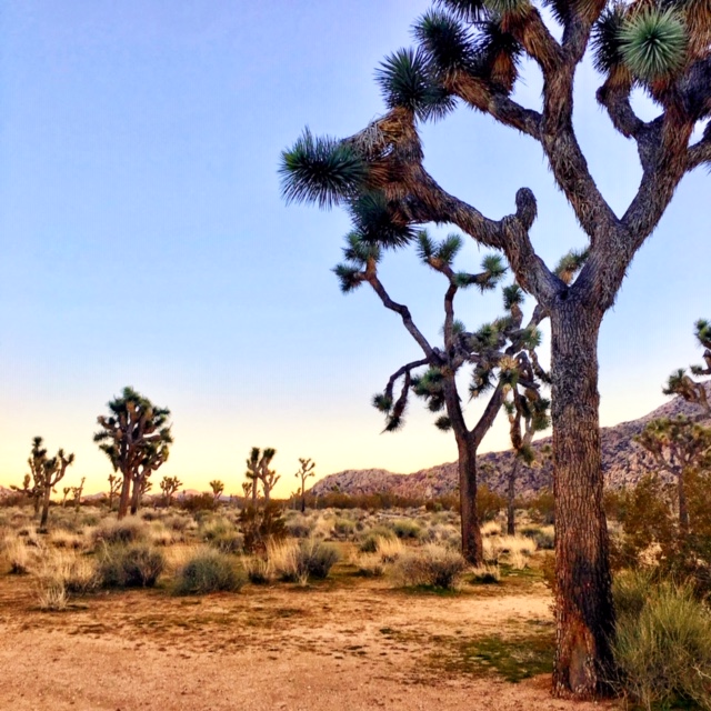 The Amazing World of Joshua Trees - Zest and Curiosity